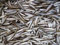 White Pilchards | Tweed Bait