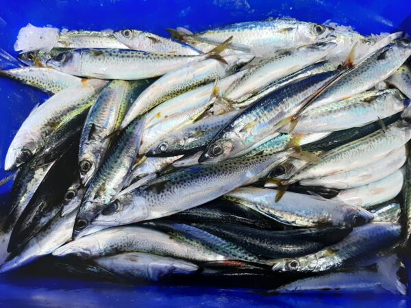 Whole Slimey Mackerel | Tweed Bait